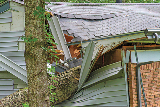 High winds and rain can wreak havoc on weak and stressed trees, causing ...